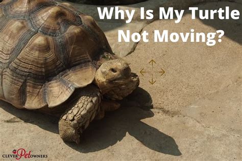 Why Is My Turtle Not Moving Clever Pet Owners