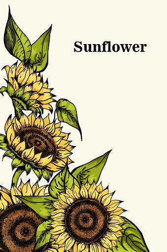 해바라기 배경입니다 스케치 스타일의 꽃과 나뭇잎 검은 씨앗 노란 꽃잎 빈티지 장식 인사 및 초대장 오일 포장 카드 배너 또는