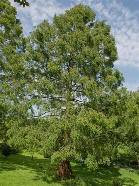 How To Grow Tall Trees Choosing Very Tall Trees For Your Landscape