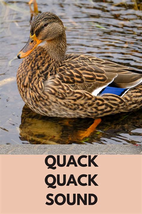 Goose Quacking Sound At Andrea Lawrence Blog