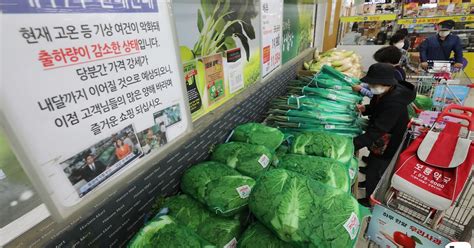배추값 한풀 꺾인 이유올 가을배추 재배면적 46 증가