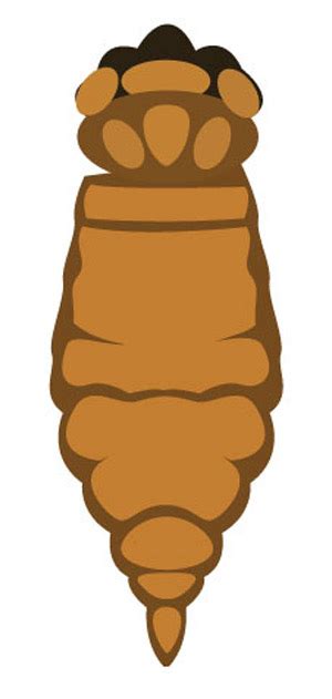 Illustrator Tutorial Cicada Illustrator Tutorial Cicada