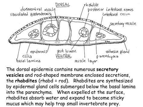 Flatworm Cross Section
