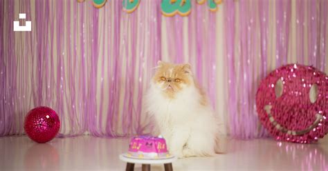 생일 케이크 앞에 앉아 있는 고양이 사진 Unsplash의 무료 케이크 이미지