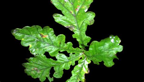 How To Identify Oak Trees By The Leaf Shape Sciencing