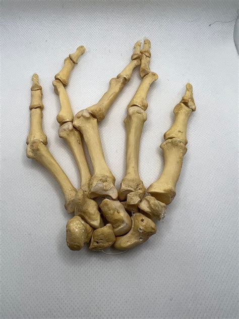 Human Hand Bones
