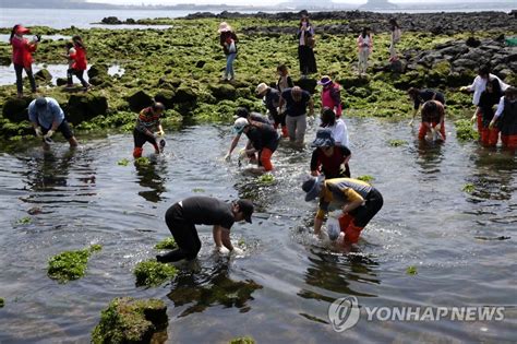 소라잡기 대회 즐기는 우도 관광객들 연합뉴스