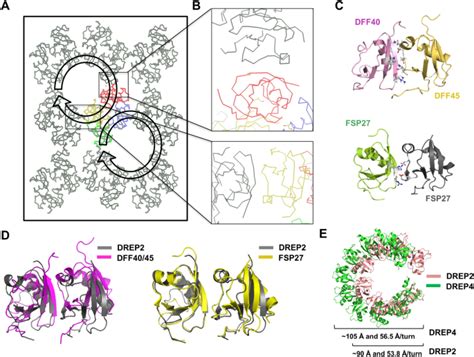 Crystal Structure And Mutation Analysis Revealed That Drep2 Cide Forms A Filament Like Structure