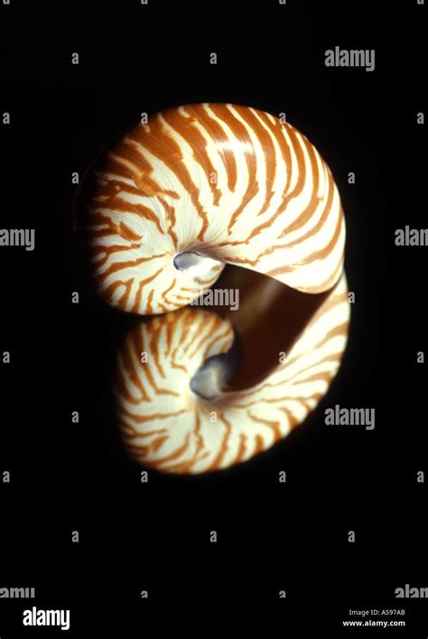 Chambered Nautilus Macromphalus Cephalopod Cephalopoda Invertebrate Chambered Nautilus Macromphalus Cephalopod Cephalopoda Invertebrate