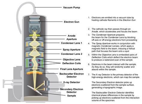 Microscopes General Microbiology