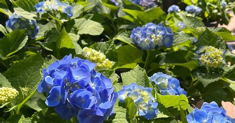 곤지암리조트 화담숲 6월부터 여름 수국 축제 진행