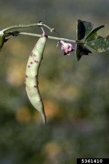 Bean Rust Pestoscope