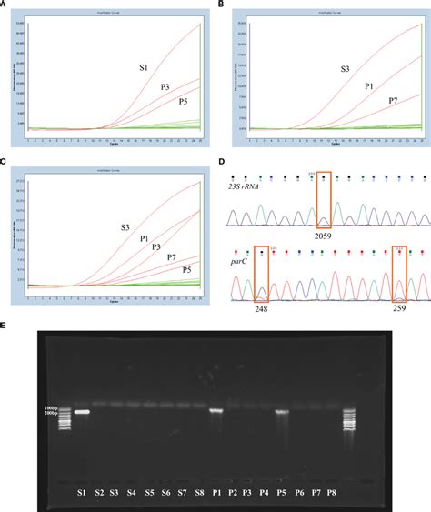 Examples Of The Nested Rt Pcr Experiment And Corresponding Confirmation