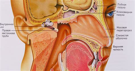 Способ выгнать слизь и мокроту из горла и груди 5 работающих средств Образованная Сова