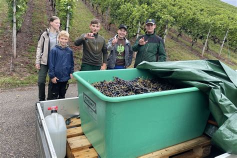 Weinlese 2022 Conrad Weiser Schule Aspach