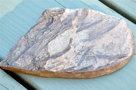 North Eastern Pa Plant Fossil Fossil ID The Fossil Forum