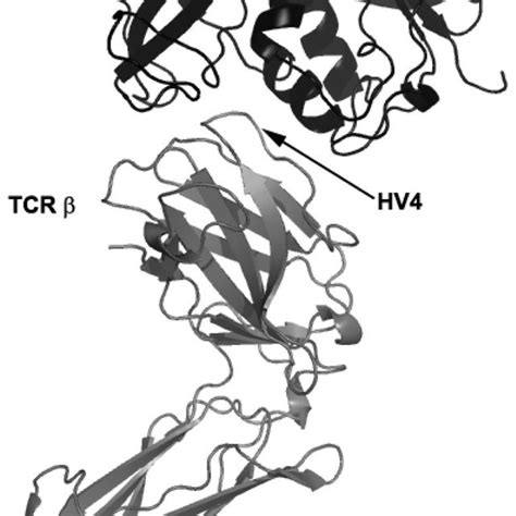 Binding Of Superantigen Sec3 To Tcr β Staphylococcus Aureus