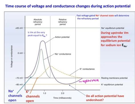 Physio Flashcards Quizlet