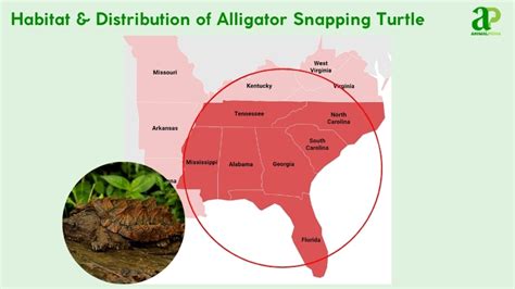 Alligator Snapping Turtle Powerful Jawed Habitat And Conservation