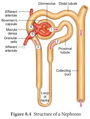 Structure Of A Nephron