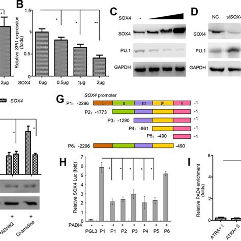 Pad4 Expression Increased During The Differentiation Of Leukemia Cells Download Scientific