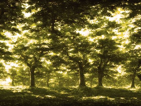 배경에 합성하기 좋은 숲 일러스트and나무브러쉬 세트 텀블벅 크리에이터를 위한 크라우드펀딩