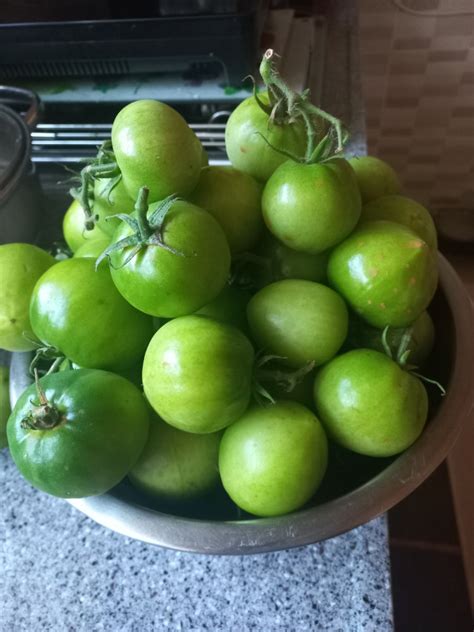 안익은 토마토 솔라닌 독소 지식in