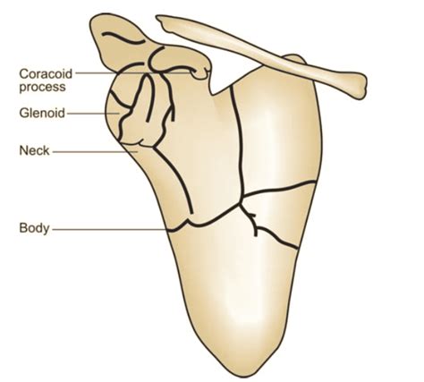 Can You Fracture Your Shoulder Blade Reflex Health