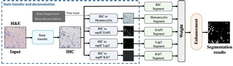 Nuclseg Nuclei Segmentation Using Semi Supervised Stain Deconvolution