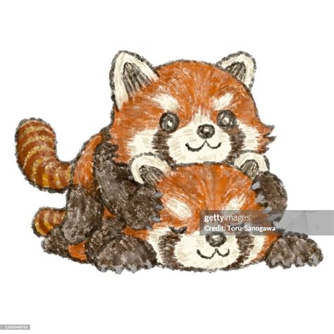 Overlapping Red Pandas High Res Vector Graphic Getty Images