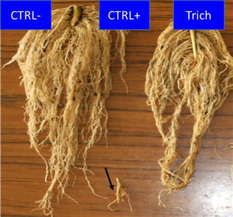 Model Based Experimental Design To Optimize Moroccan Sweet Pepper