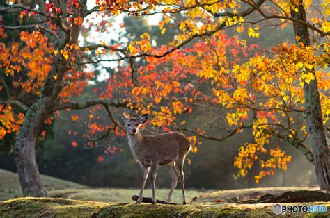 飛火野の朝 by t007 ID8268096 写真共有サイト PHOTOHITO