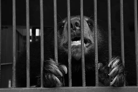 Cave Bear Background Images Hd Pictures And Wallpaper For Free Download Pngtree