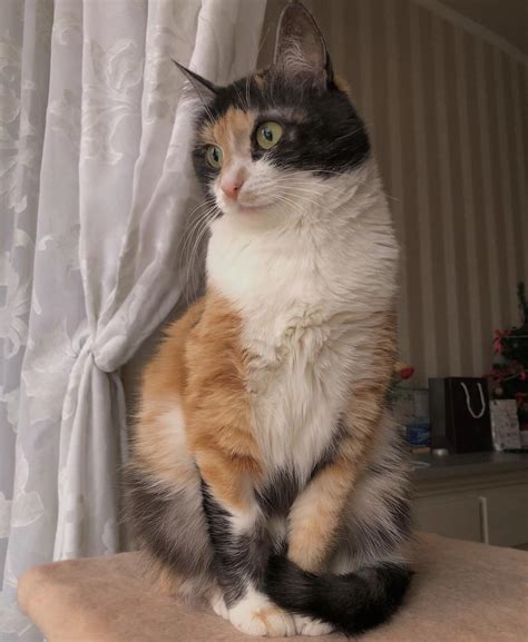 Small Wrap R Kittytailwrap