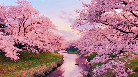 [100 ] Anime Cherry Blossom Wallpapers