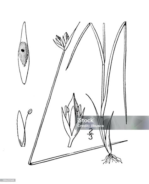 Antique Botany Plant Illustration Juncus Stygius Moor Rush Stock