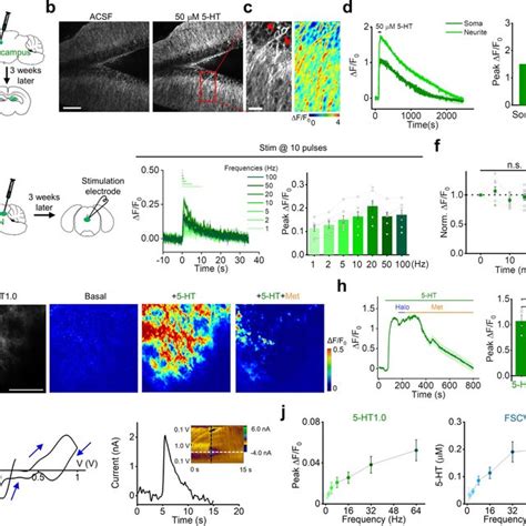 Sequence Alignment Of Cpgfp From 5 Ht1 0 Sensor Sfgfp And Mclover3 A Download Scientific
