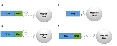 Tobacco Etch Virus Tev Protease Protein Fusions And Immobilization