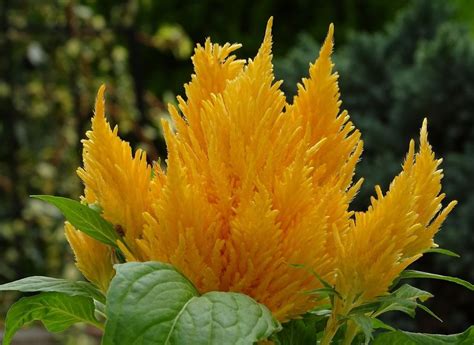 How To Plant Cockscomb Celosia Argentea Dear Plants