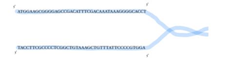 Solved 1 ﻿using The Provided Dna Template Strand What