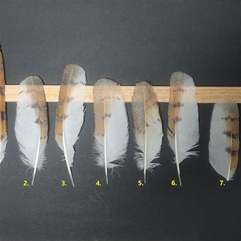 Barn Owl Feather Etsy