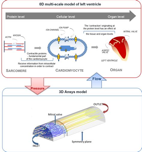 Using Ansys For Doctorial Research In Cardiovascular Engineering