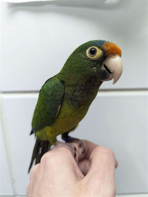 Half Moon Conure