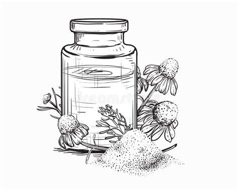 Esboço Desenhado à Mão Preto E Branco De Bolbo De Camomila Ilustração