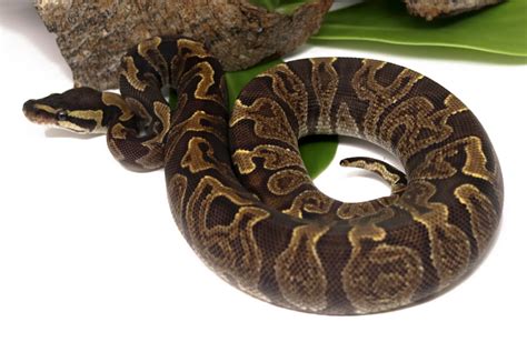 GHI Enchi Female Dynasty Reptiles