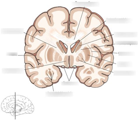 Subcortical Structures Ii Diagram Quizlet
