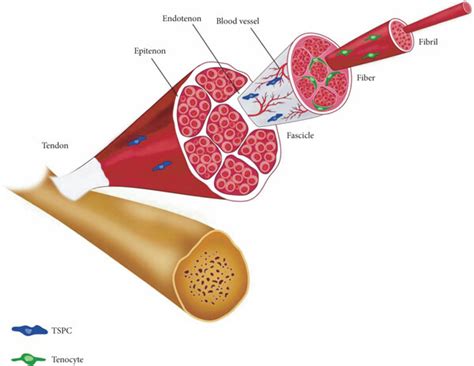 Schematic Presentation Of Basic Tendon Structure Plenty Of