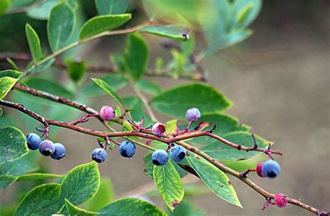 Черника обыкновенная и ее полезные свойства. Применение, заготовка и ...