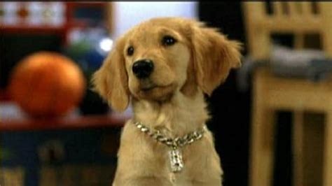 Air Buddies Video 2006 Imdb