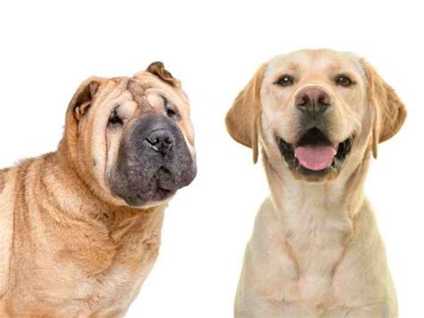 Labrador Retriever Vs Chinese Shar Pei
